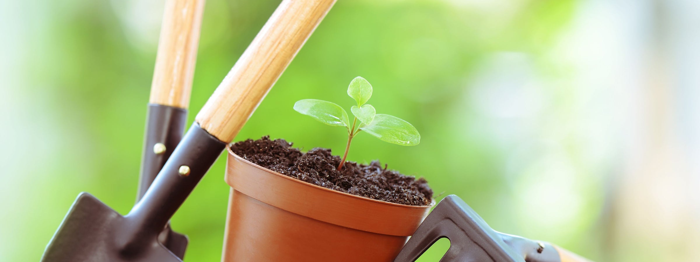 10 Tips for Starting Your Seeds Using Organic Gardening Methods – Love.com