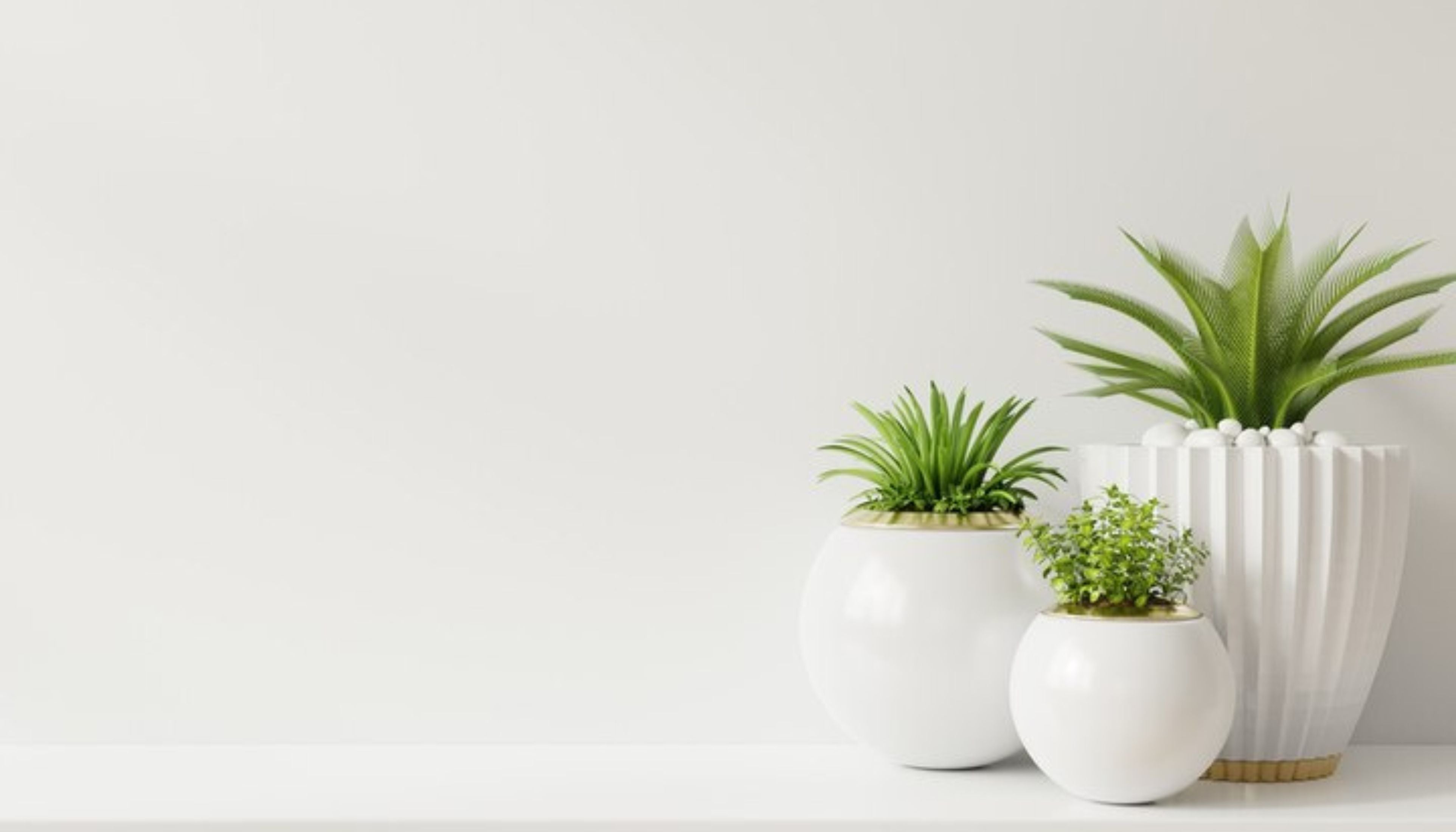 Hassle-Free Houseplants for Busy Professionals – Love.com