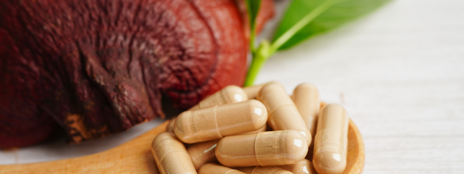 Dried Reishi Mushroom For Stress Relief – Love.com