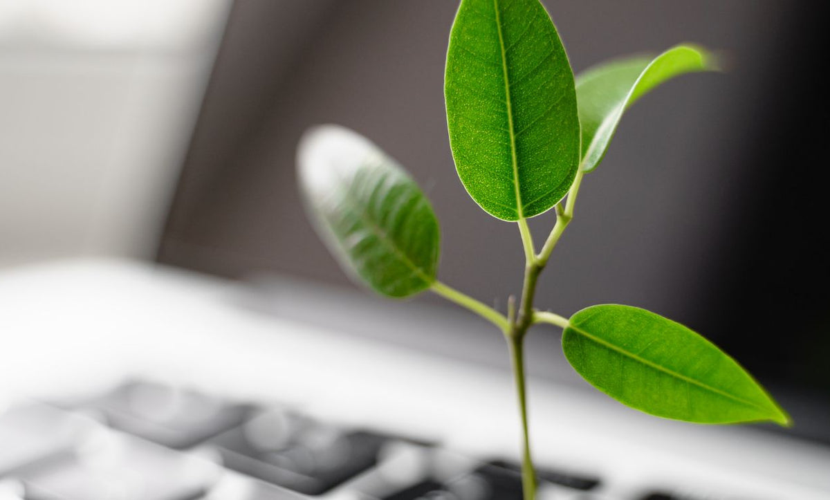 Alingatong Roots: A Comprehensive Guide To Its Health Benefits – Love.com