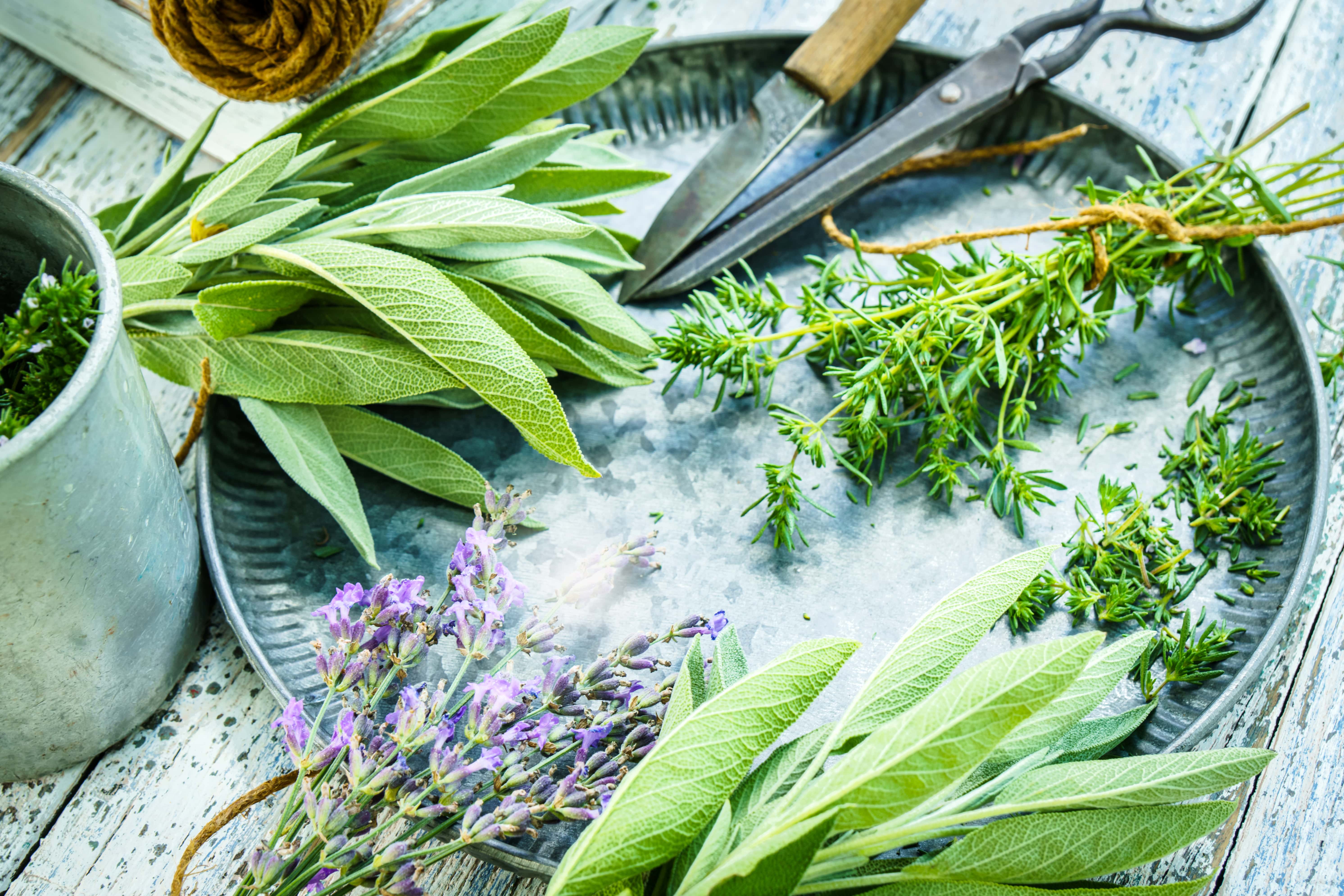 The Healing Power of Sage and Lavender – Love.com