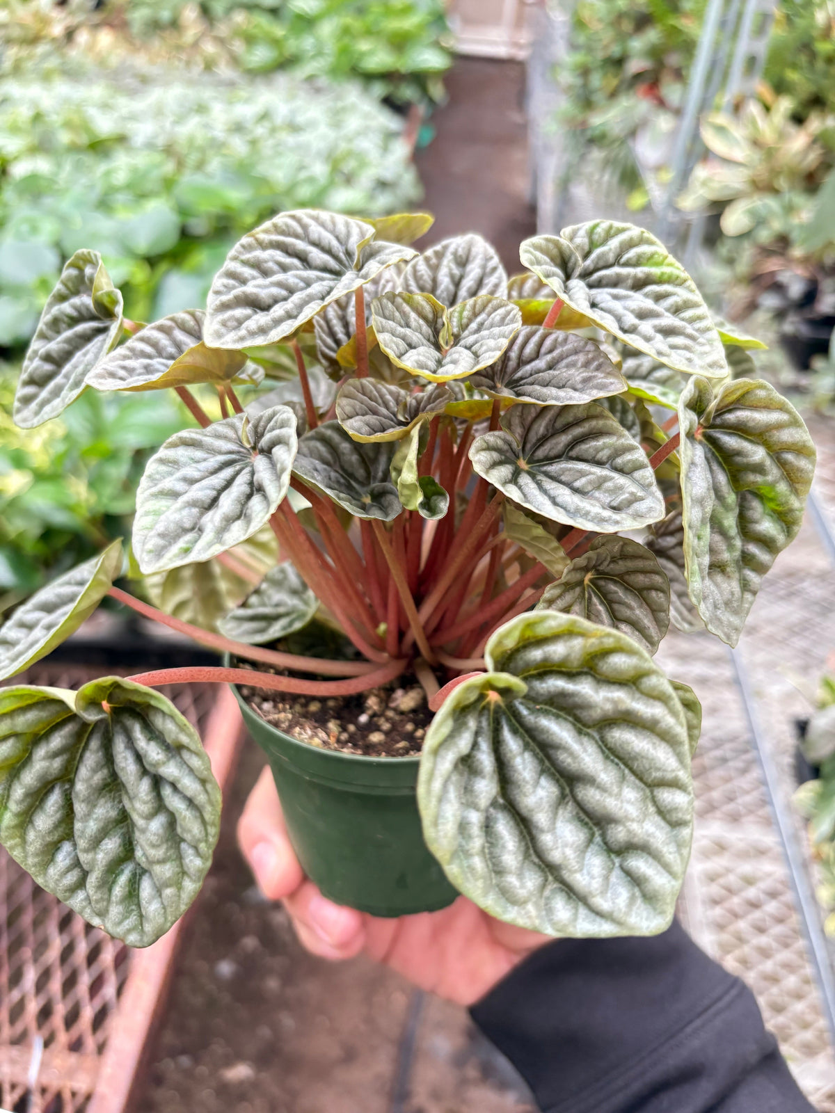 Peperomia 'Emerald Ripple' – Love.com