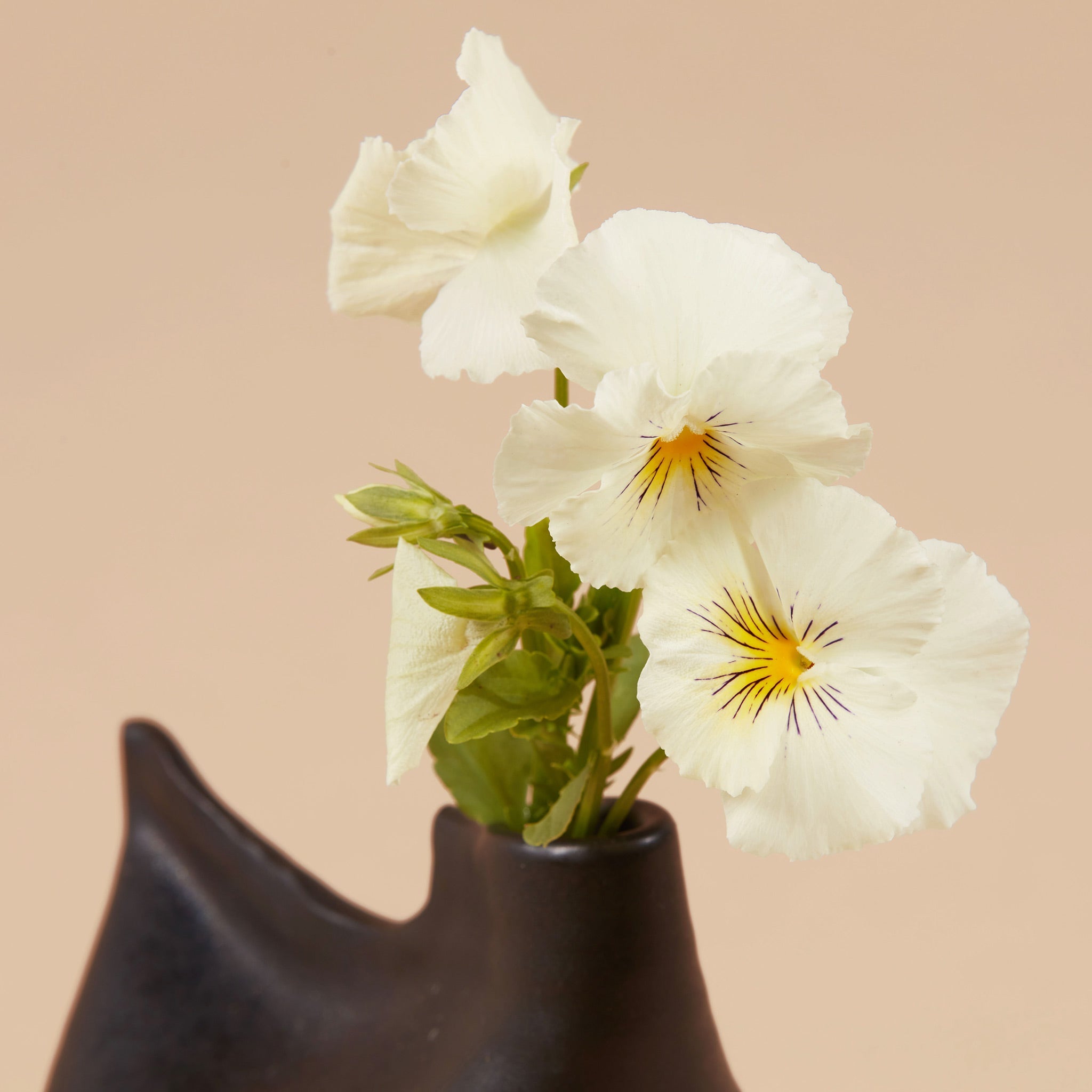 Viola Mix Seed Bundle – Love.com